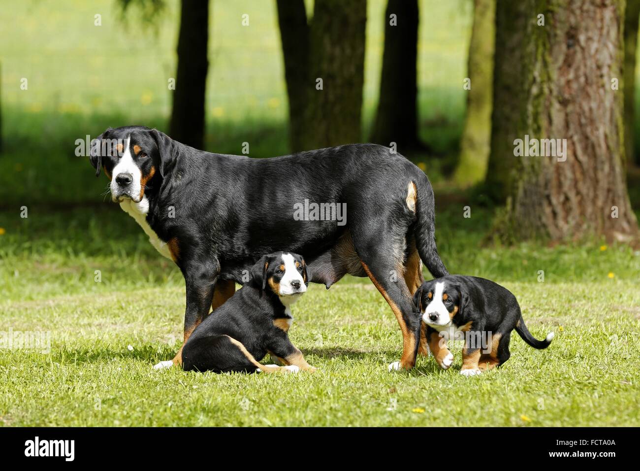 Greater Swiss Mountain Dogs Stock Photo - Alamy
