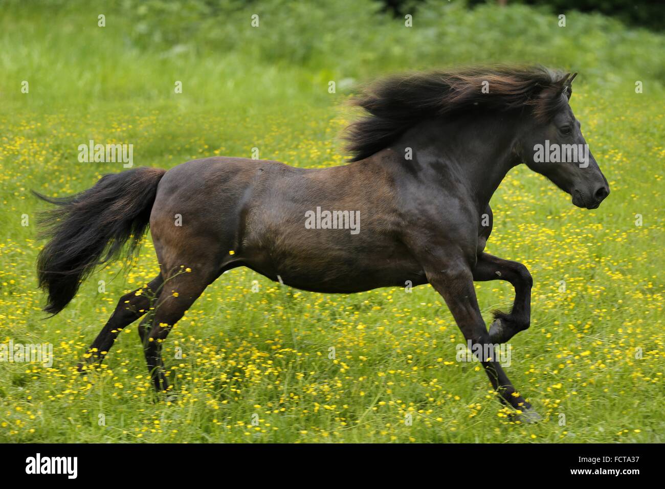 Outdoor side view horse galloping hi-res stock photography and images ...