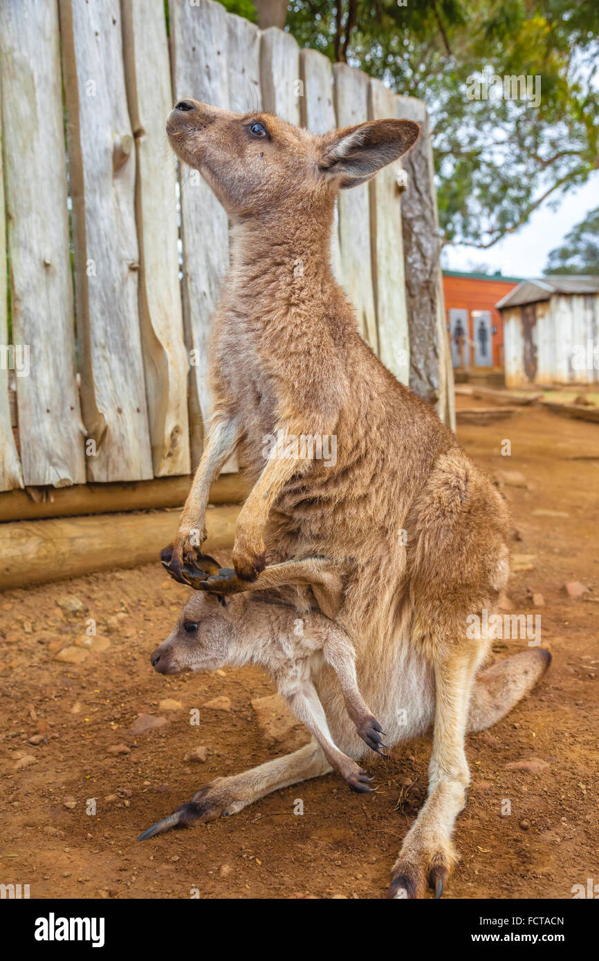 kangaroo with baby Stock Photo - Alamy
