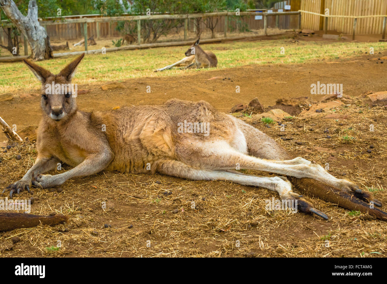 Red Kangaroo sitting Stock Photo - Alamy