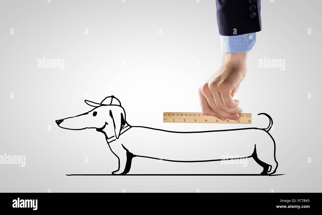 Close up of male hand measuring dachshund with ruler Stock Photo - Alamy