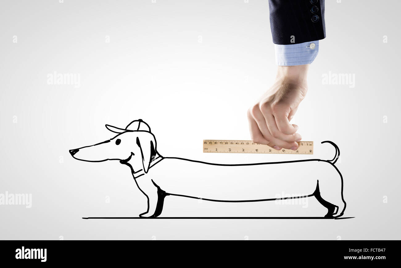 Close up of male hand measuring dachshund with ruler Stock Photo - Alamy