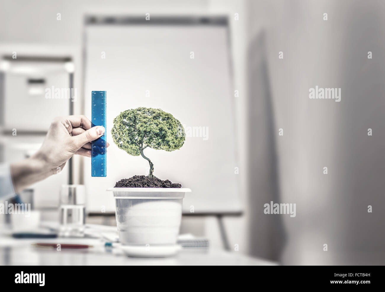 Close up of human hand measuring plant in pot with ruler Stock Photo ...