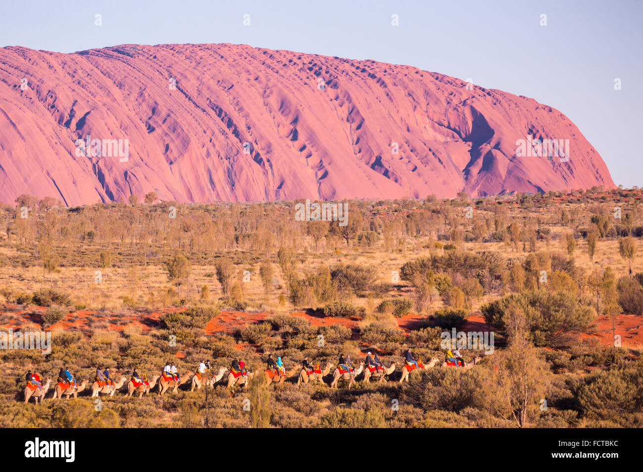 Majestic Uluru and a camel tour on a clear winter's evening sunset in ...