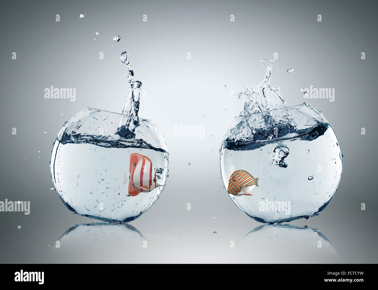 Two exotic fish each in round aquariums Stock Photo - Alamy