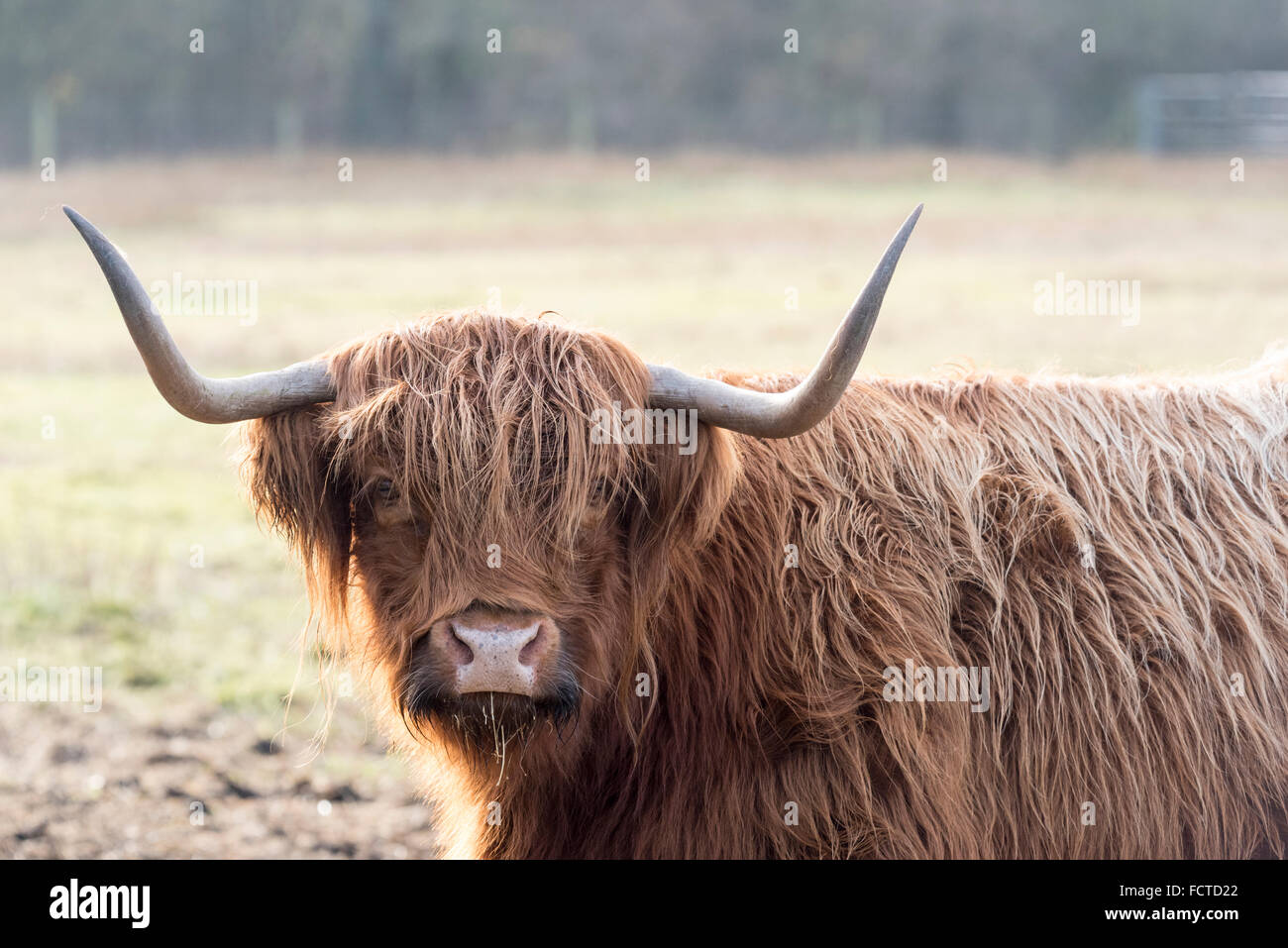 A portrait of a Highland cow facing the camera Stock Photo - Alamy