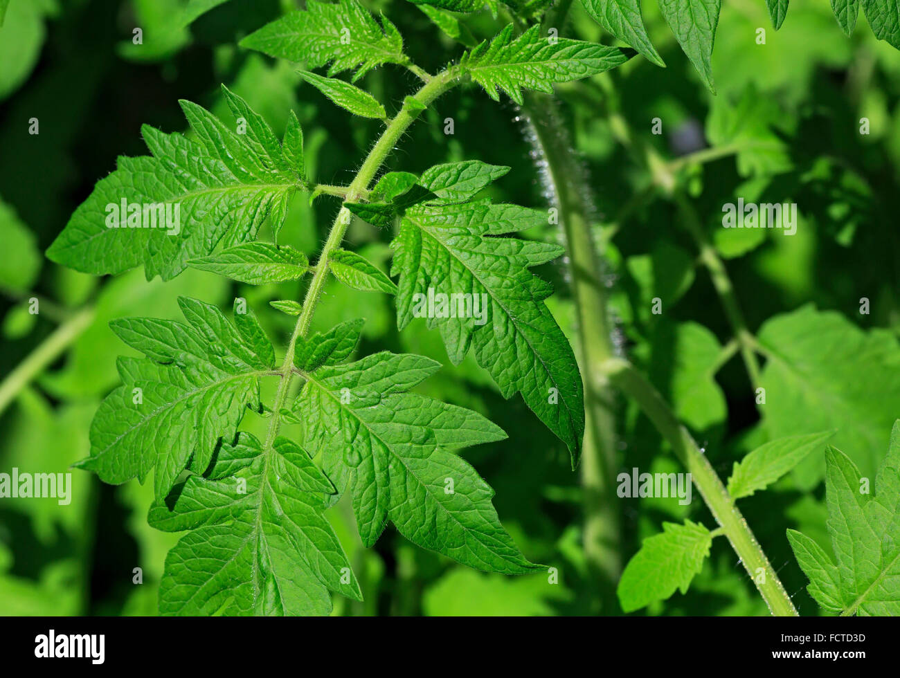 Seedlings tomato. Growing sprouts at home Stock Photo - Alamy