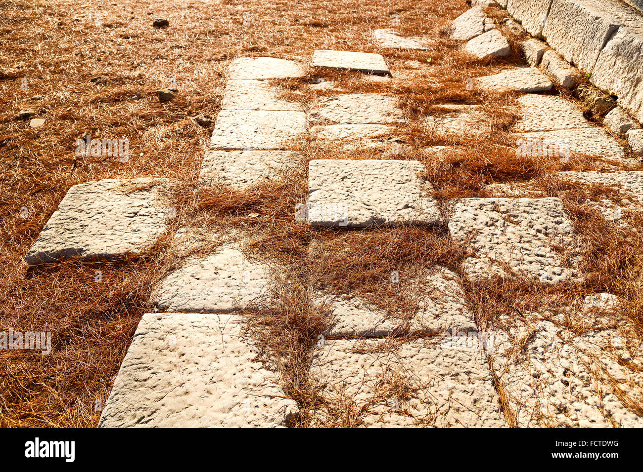 pine needles in arykanda antalya turkey asia and ruins Stock Photo - Alamy