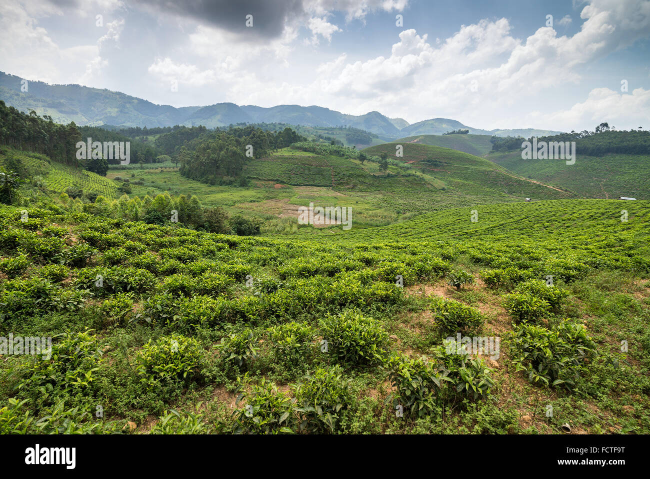 Tea farming uganda hi-res stock photography and images - Alamy