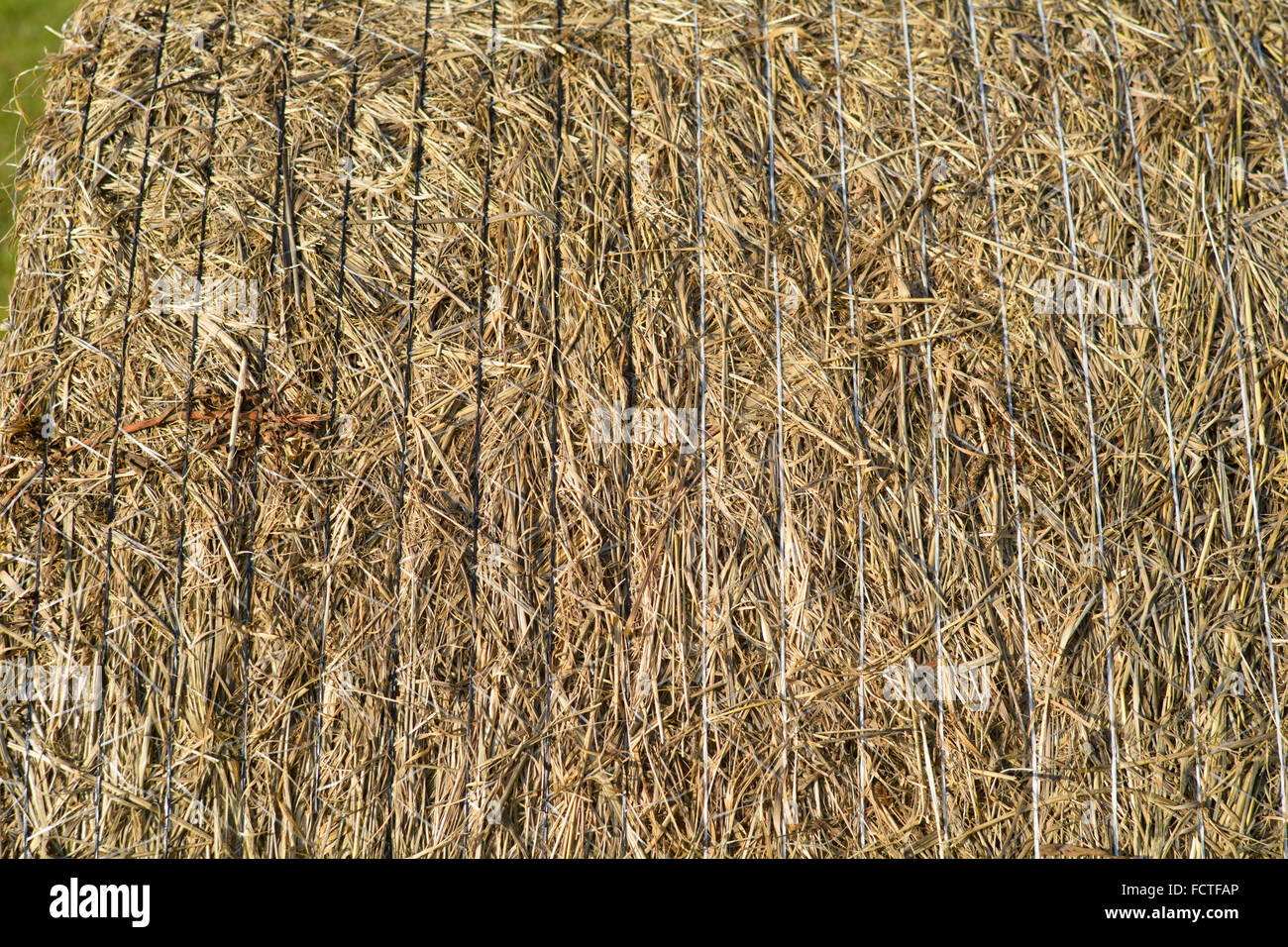 Close up of round hay bales in meadow Stock Photo - Alamy