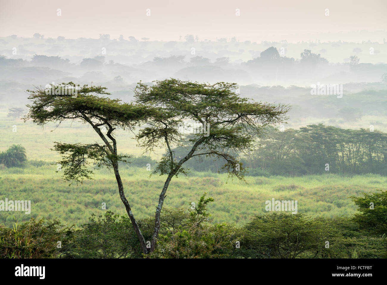 Savannah Cactus High Resolution Stock Photography and Images - Alamy