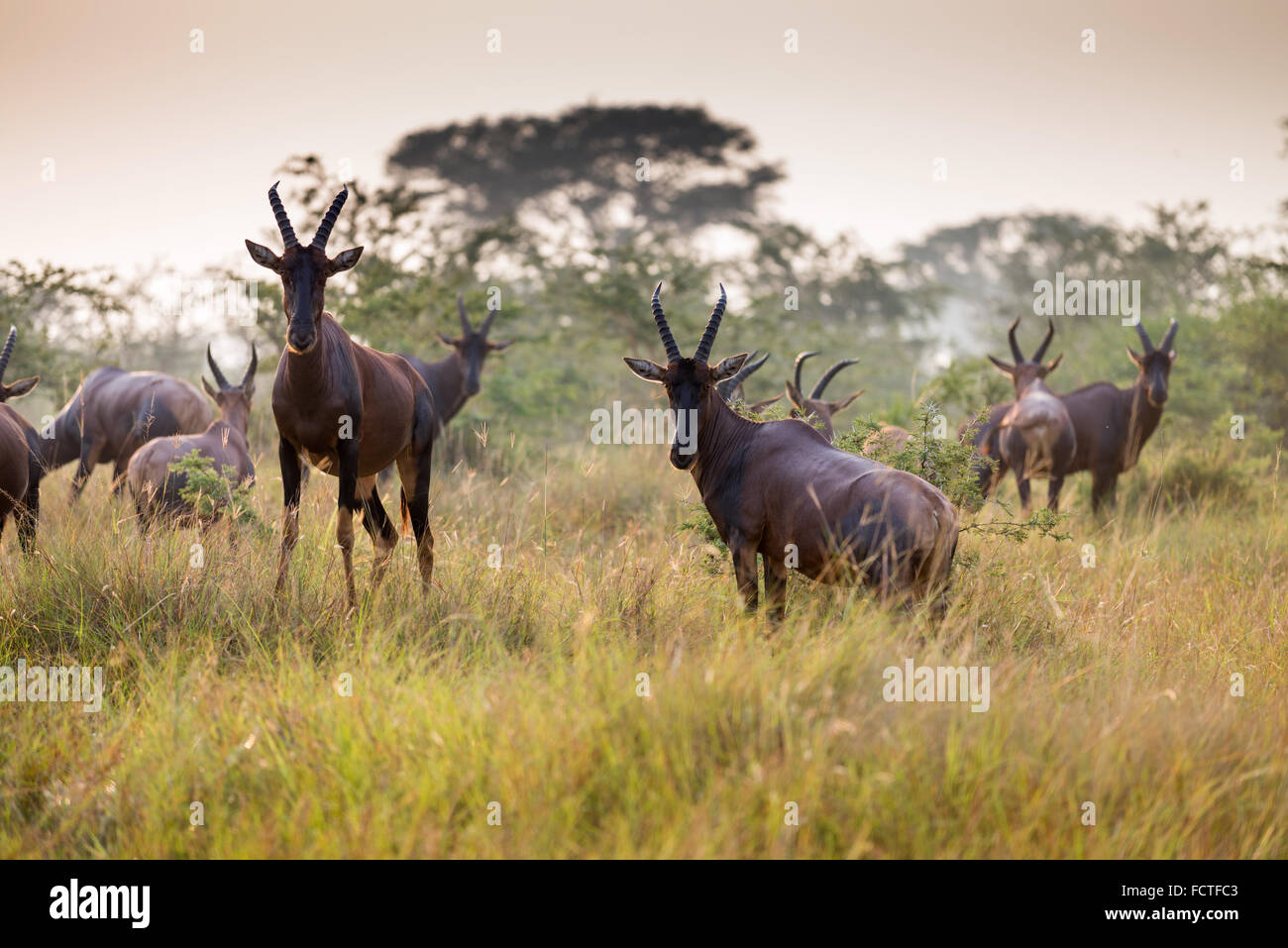 Roan Antelope Hippotragus Equinus Ishasha River Queen Elizabeth