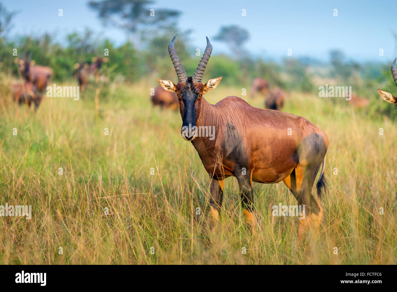 Roan Antelope Hippotragus Equinus Ishasha River Queen Elizabeth