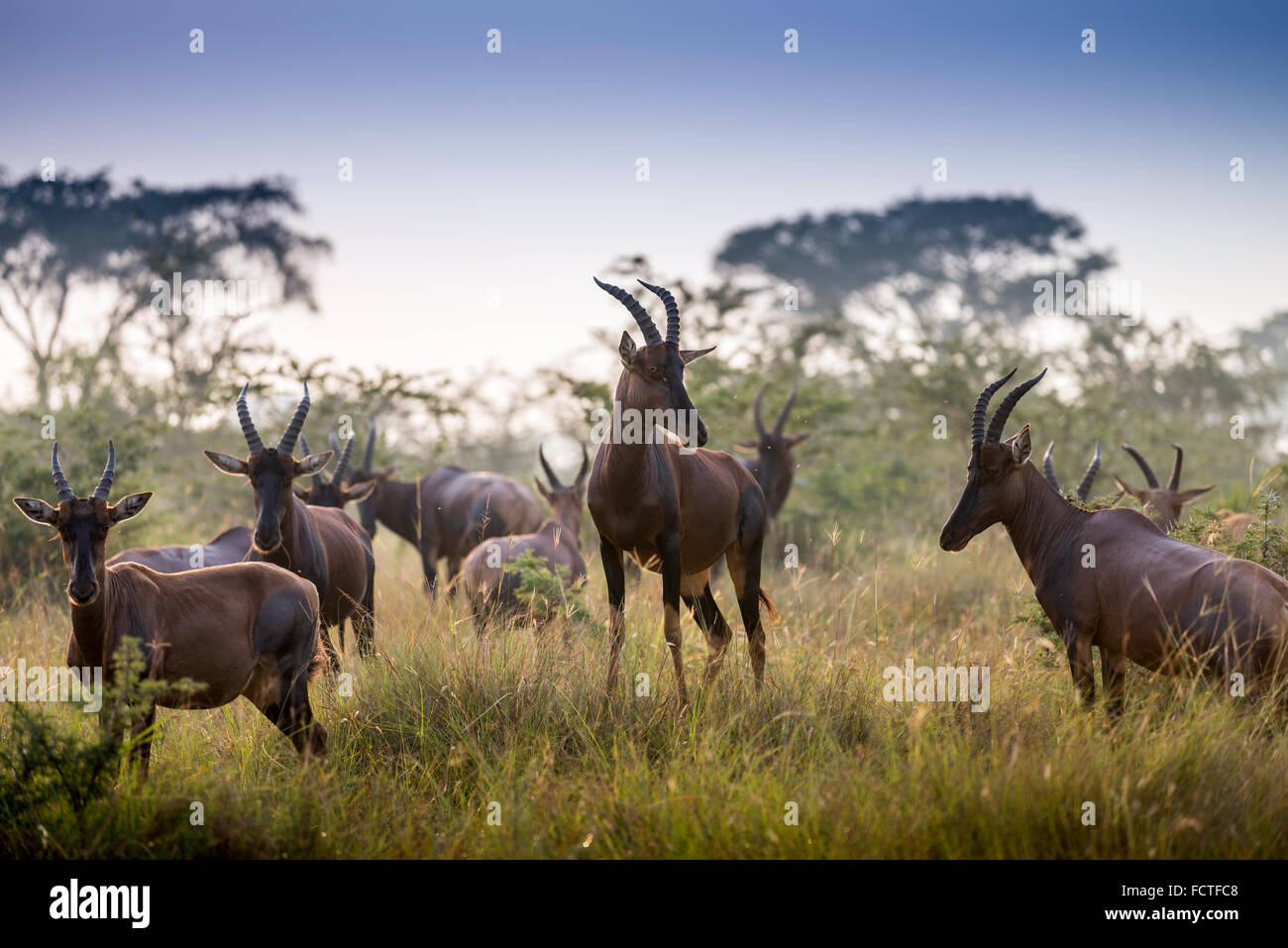 Roan Antelope Hippotragus Equinus Ishasha River Queen Elizabeth