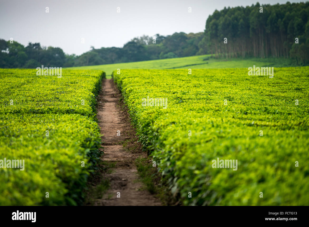 Tea plantation, western Uganda, Africa Stock Photo - Alamy