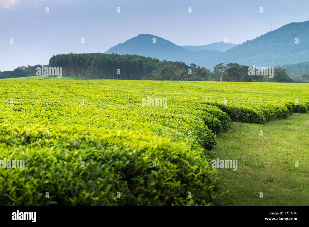 Tea plantation, western Uganda, Africa Stock Photo - Alamy