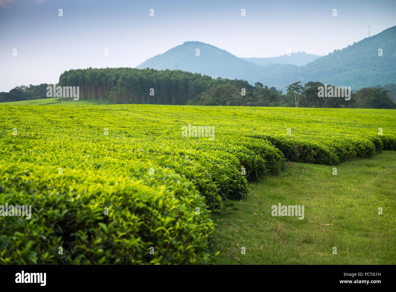 Tea plantation, western Uganda, Africa Stock Photo - Alamy