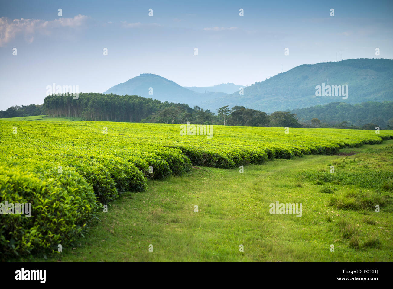 Tea plantation, western Uganda, Africa Stock Photo - Alamy