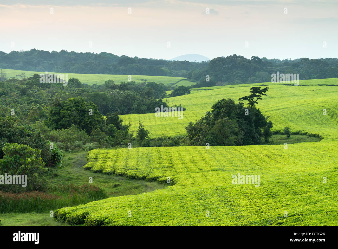 Tea plantation, western Uganda, Africa Stock Photo - Alamy