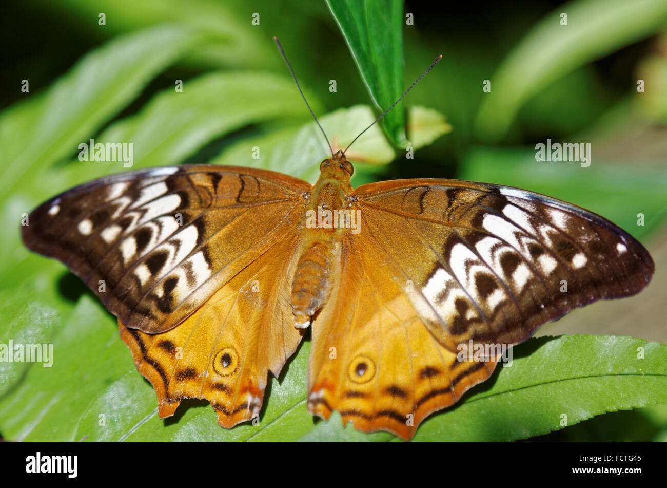 Common wanderer butterfly hi-res stock photography and images - Alamy