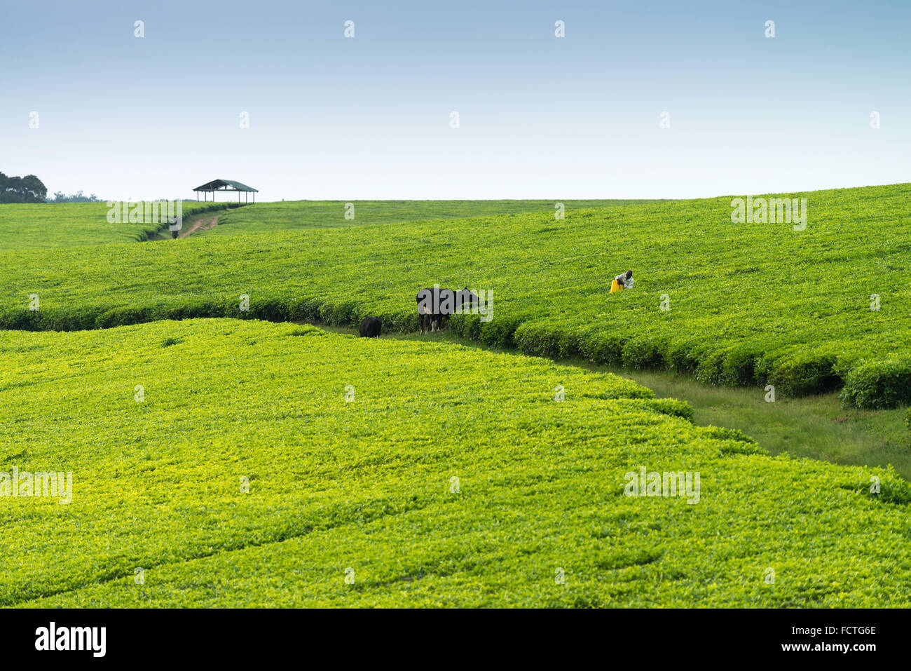 Tea plantation, western Uganda, Africa Stock Photo - Alamy