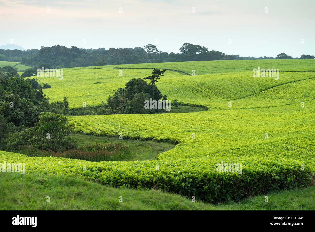 Tea plantation, western Uganda, Africa Stock Photo - Alamy