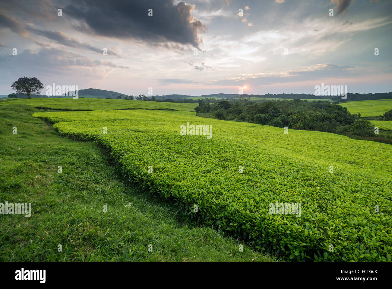 Tea plantation, western Uganda, Africa Stock Photo - Alamy