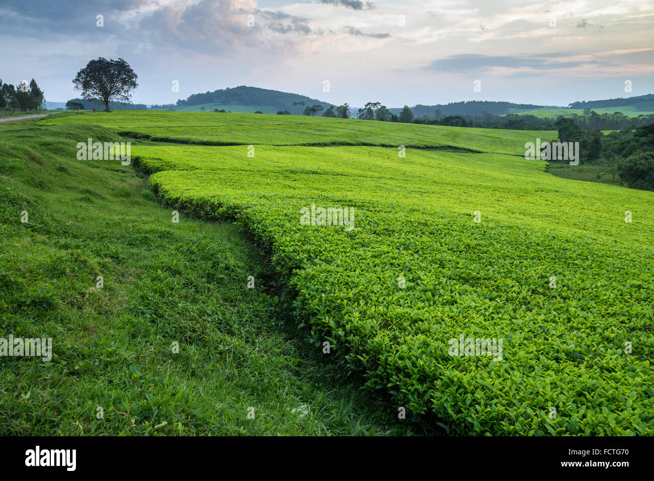 Tea plantation, western Uganda, Africa Stock Photo - Alamy