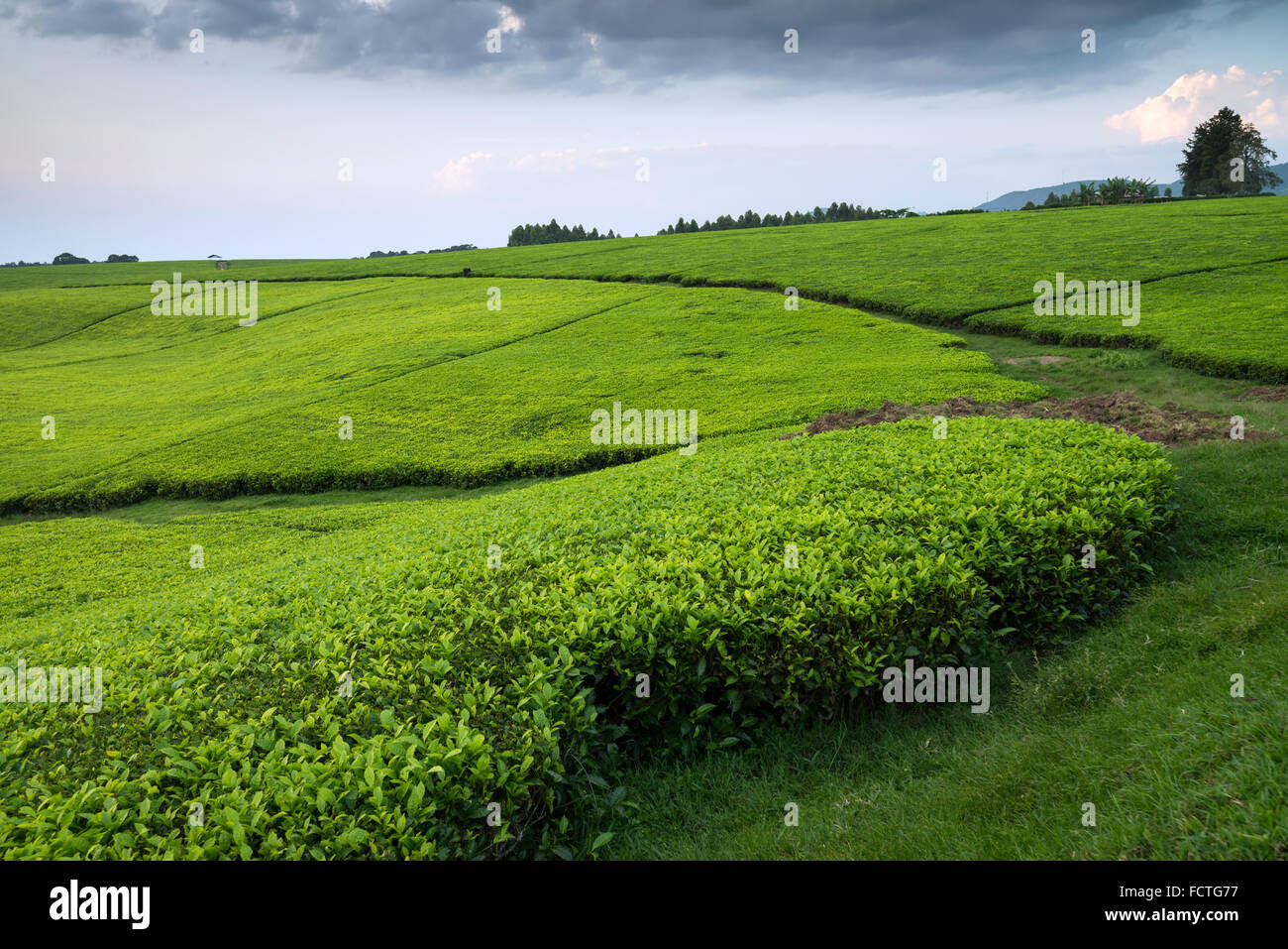 Tea plantation, western Uganda, Africa Stock Photo - Alamy