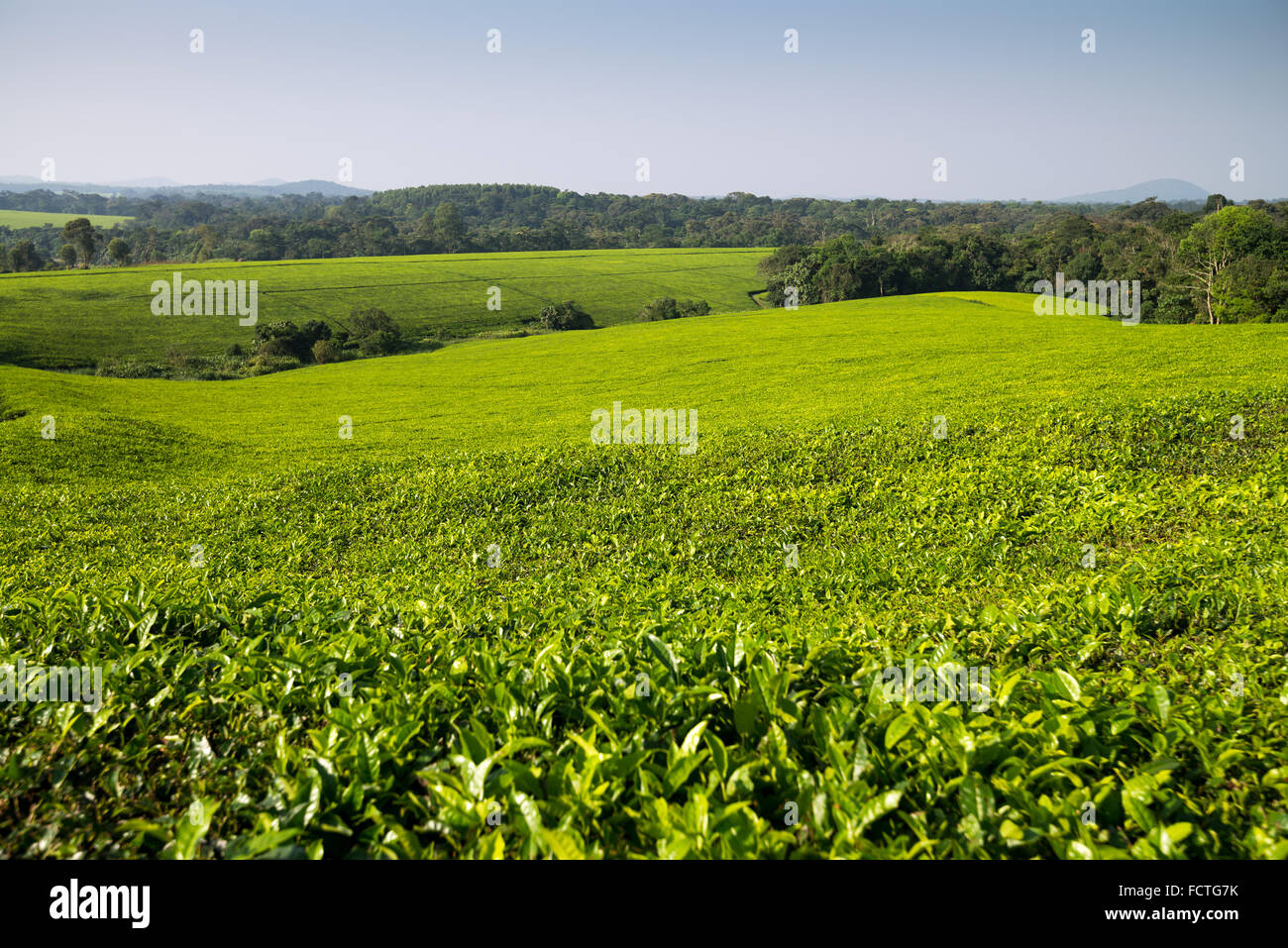 Tea plantation, western Uganda, Africa Stock Photo - Alamy