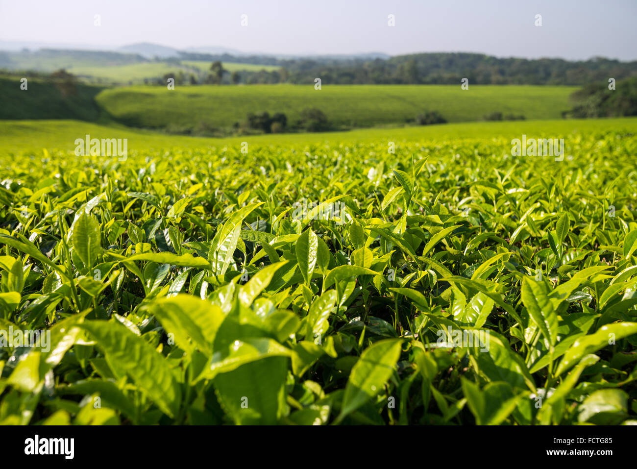 Tea plantation, western Uganda, Africa Stock Photo - Alamy