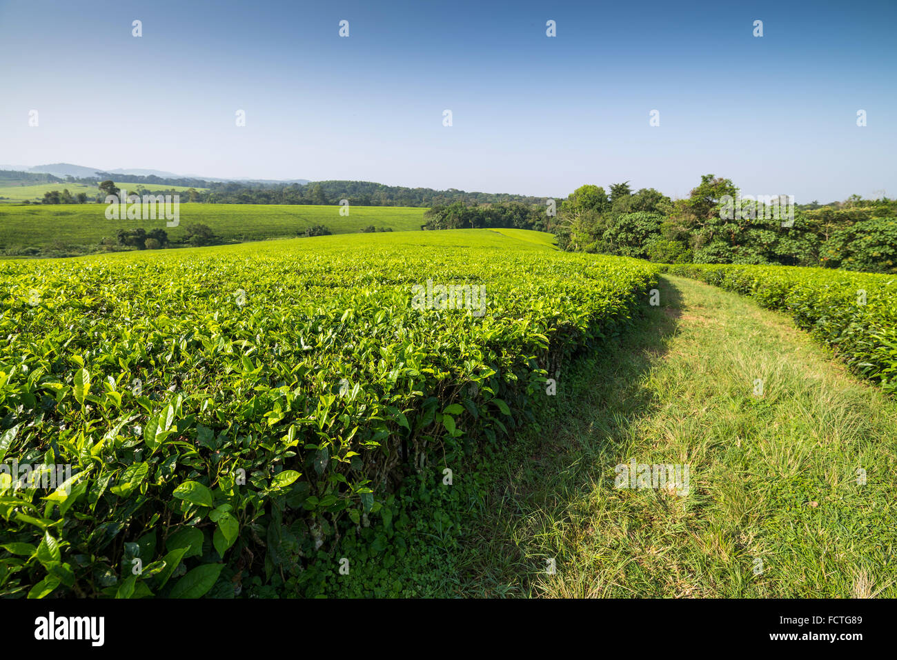 Tea plantation, western Uganda, Africa Stock Photo - Alamy