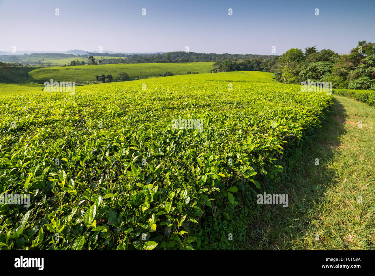 Tea plantation, western Uganda, Africa Stock Photo - Alamy