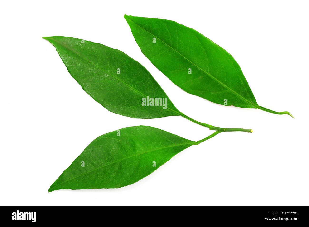 mandarin leaves isolated on a white background Stock Photo - Alamy