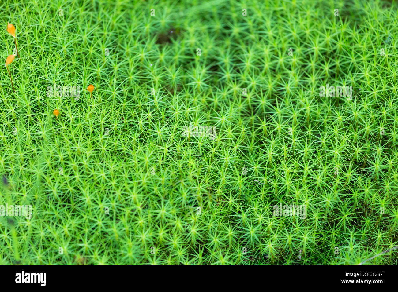 Bog hair hi-res stock photography and images - Alamy