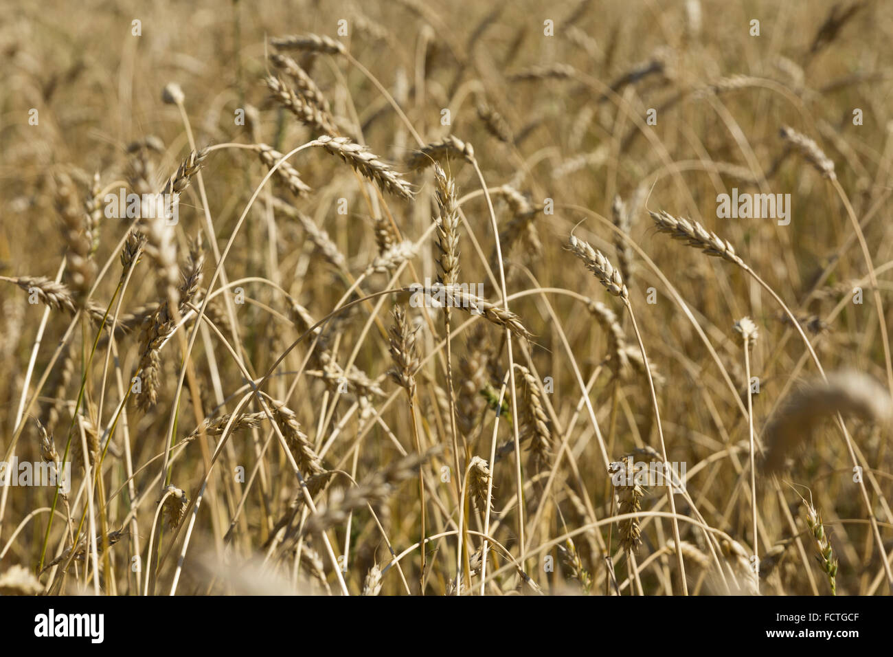 Yellow grain ready for harvest growing in a farm field Stock Photo - Alamy