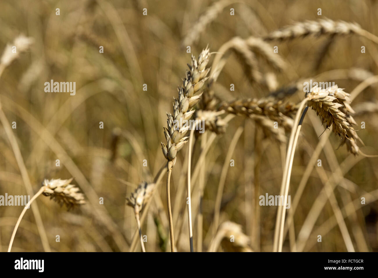 Yellow grain ready for harvest growing in a farm field Stock Photo - Alamy