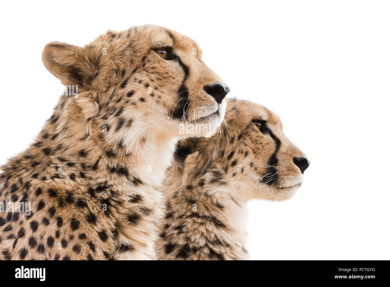 Two cheetahs in profile against white background Stock Photo - Alamy