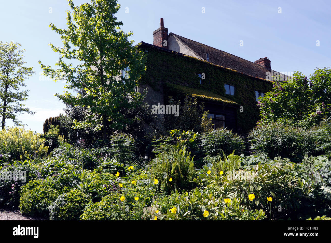 SHRUBS GROWING IN AN ENGLISH COTTAGE GARDEN AT RHS HYDE HALL. UK Stock ...