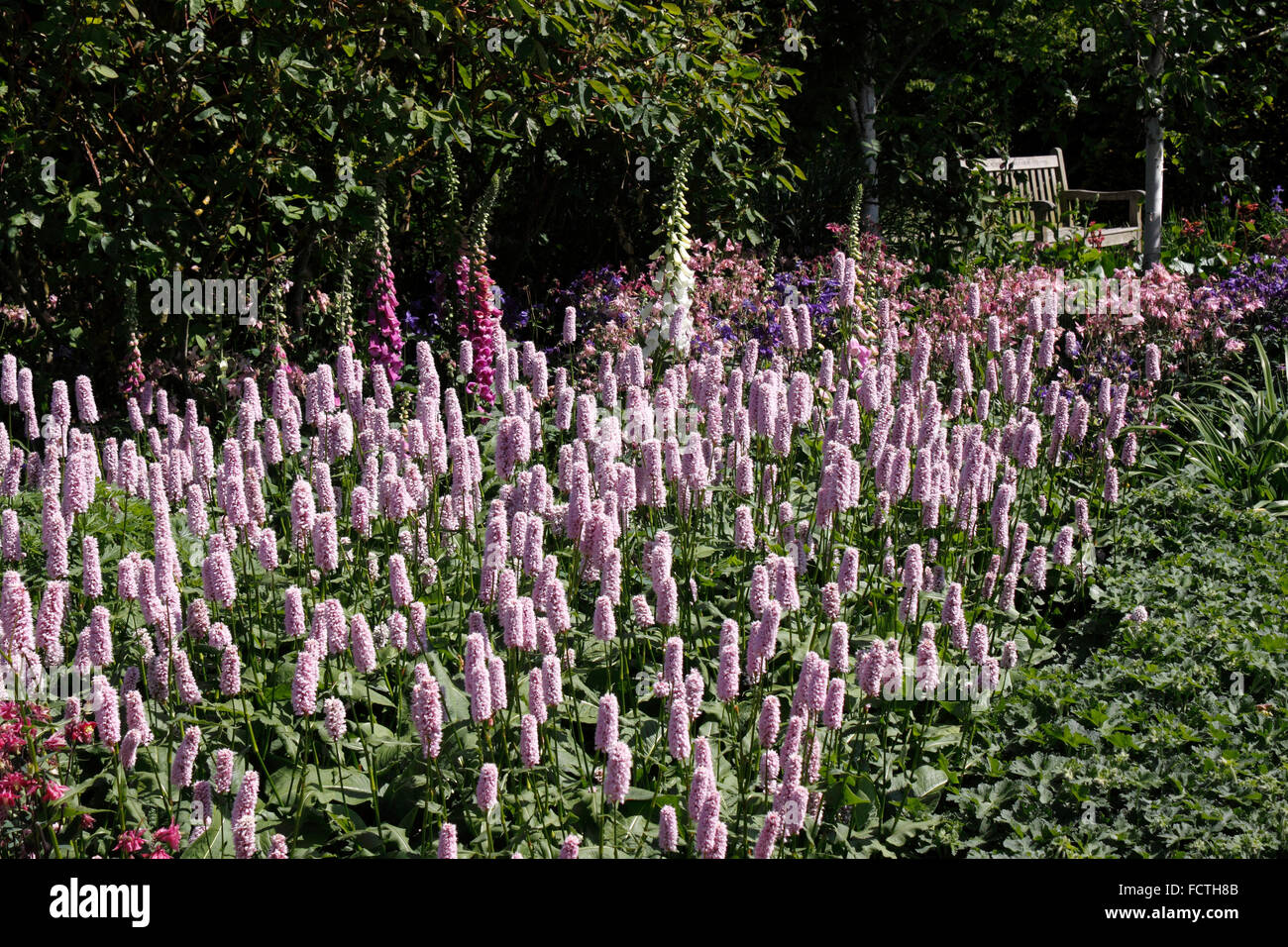 PERSICARIA BISTORTA SUPERBA Stock Photo - Alamy