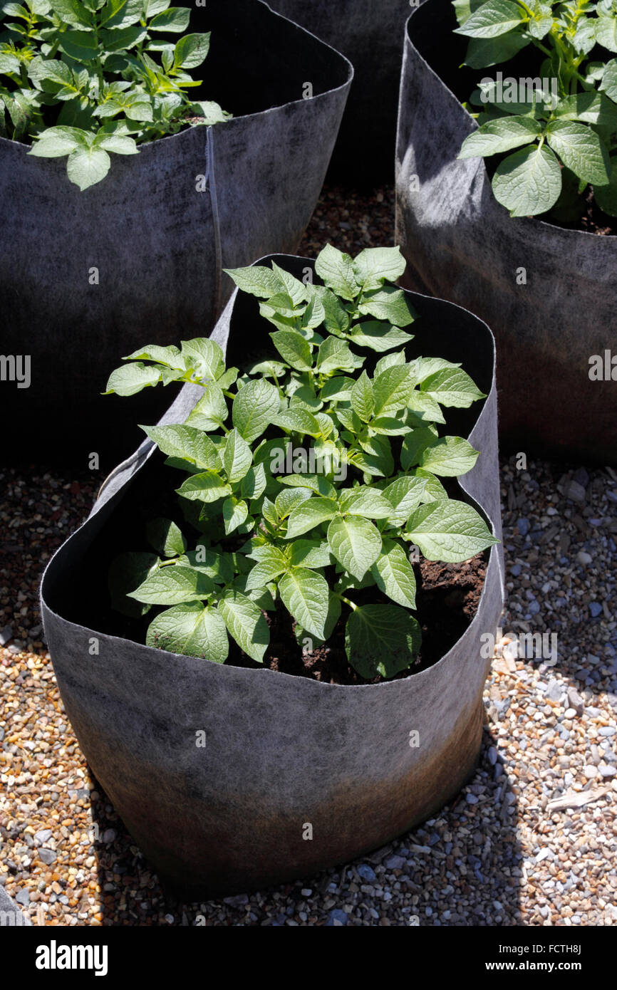 POTATOES GROWING IN CONTAINERS Stock Photo - Alamy