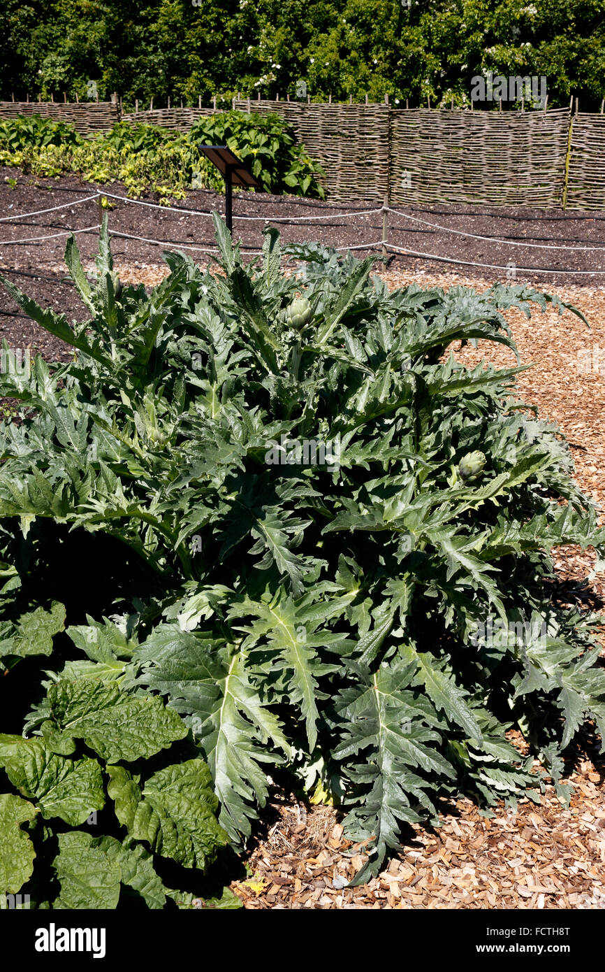 Artichoke cynara cardunculus growing hi-res stock photography and ...