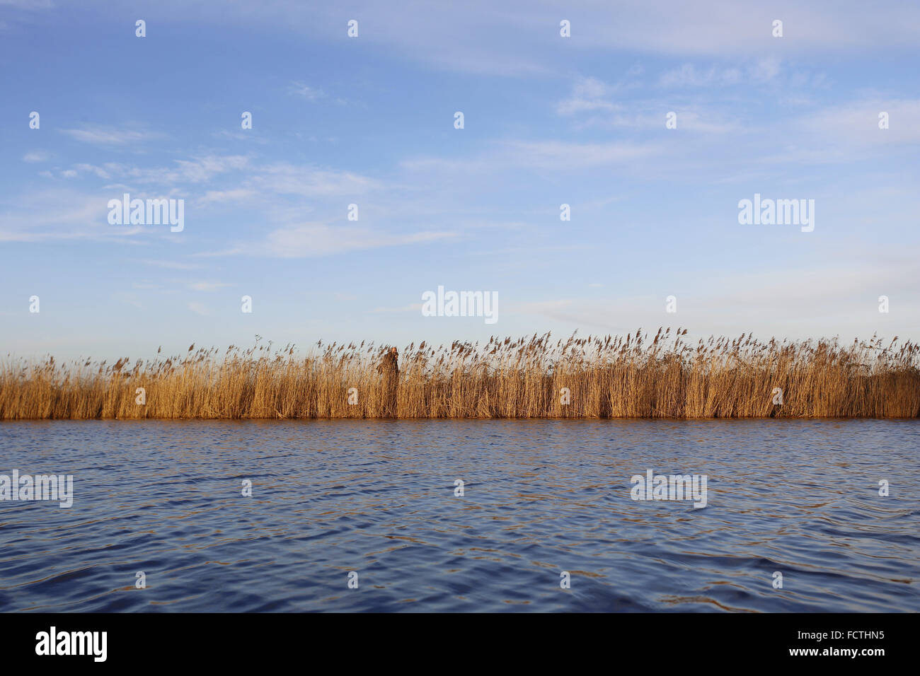 Norfolk Broads: Common Reeds, Phragmites Australis, lining the bank of ...