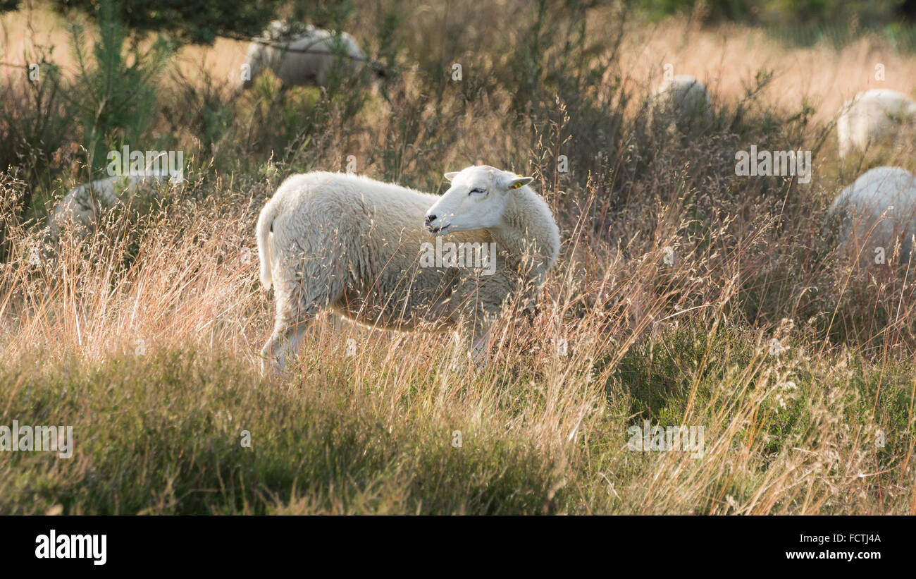 Heather sheep hi-res stock photography and images - Alamy