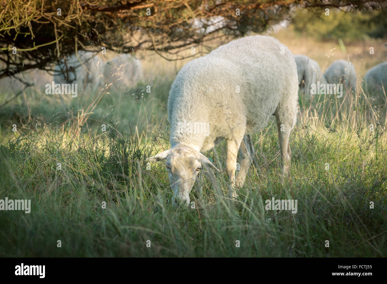 Sheep on the Heather Stock Photo - Alamy
