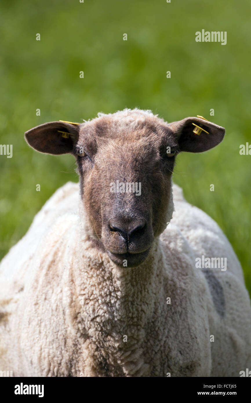Sheep on the green Dike Stock Photo - Alamy