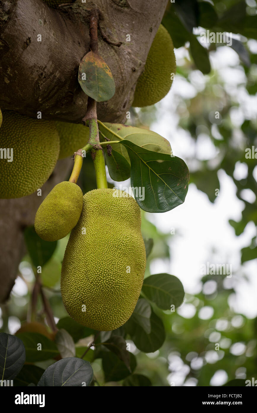 Jackfruit tree, Uganda, Africa Stock Photo - Alamy