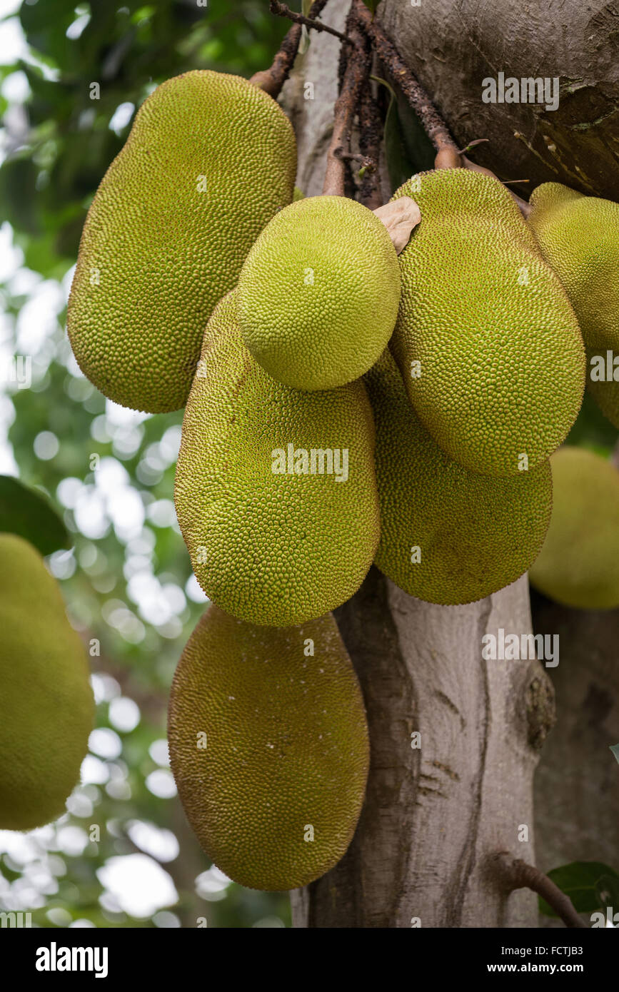 Jackfruit tree, Uganda, Africa Stock Photo - Alamy