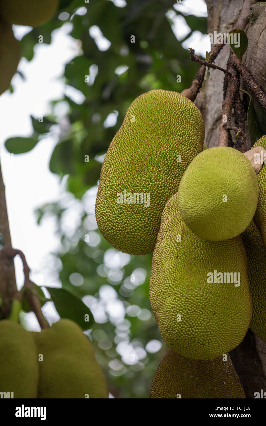 Food security uganda hi-res stock photography and images - Alamy