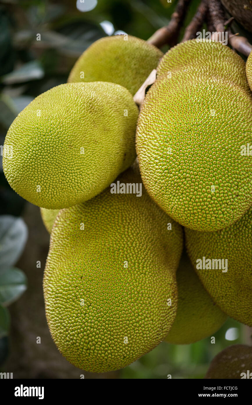 Jackfruit tree, Uganda, Africa Stock Photo - Alamy